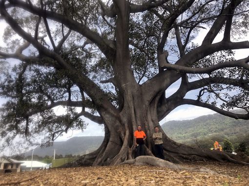 Moore Information - Moore Trees